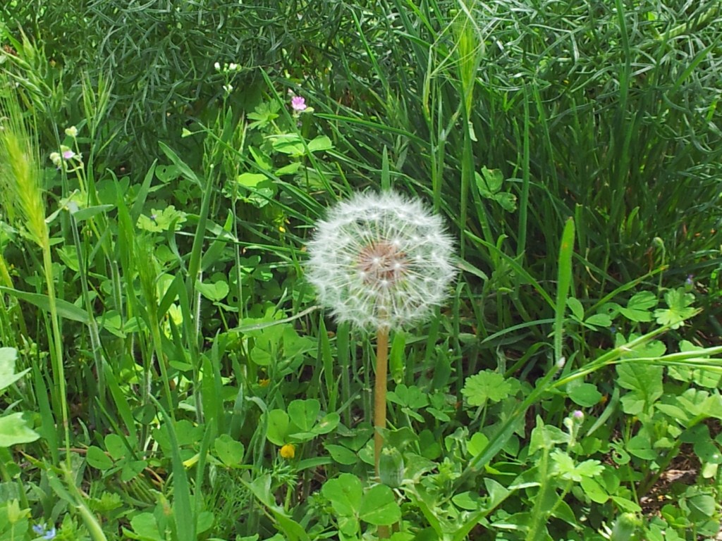 C.Naturaleza Cañada Real: Dispersión de las semillas